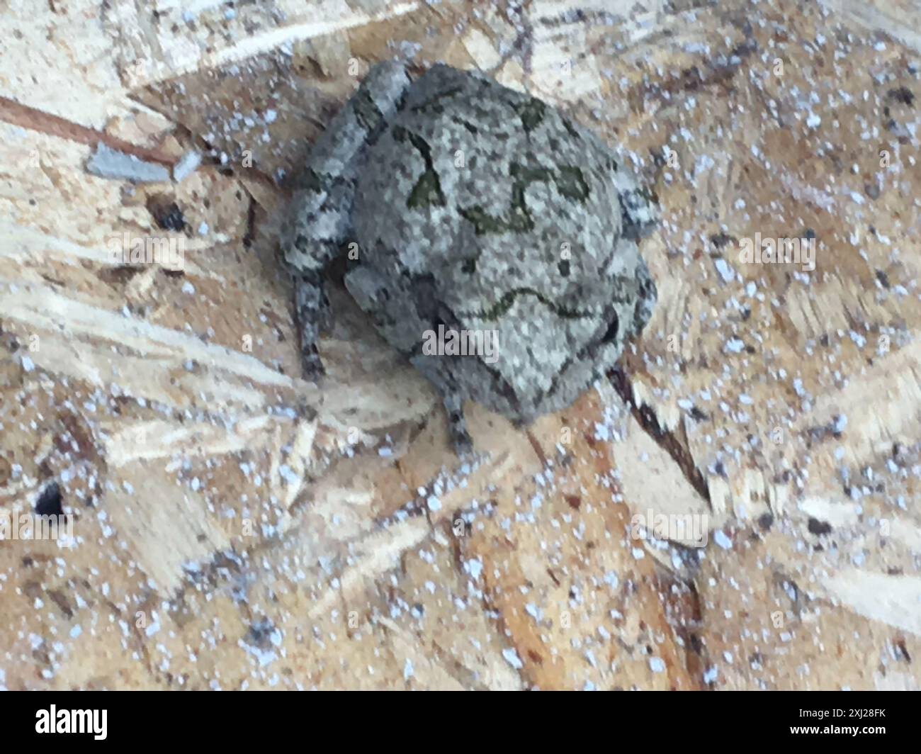 Cope's Gray Treefrog (Hyla chrysoscelis) Amphibia Stock Photo - Alamy
