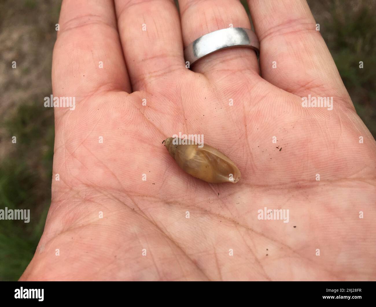 Wolfsnails (Euglandina) Mollusca Stock Photo - Alamy