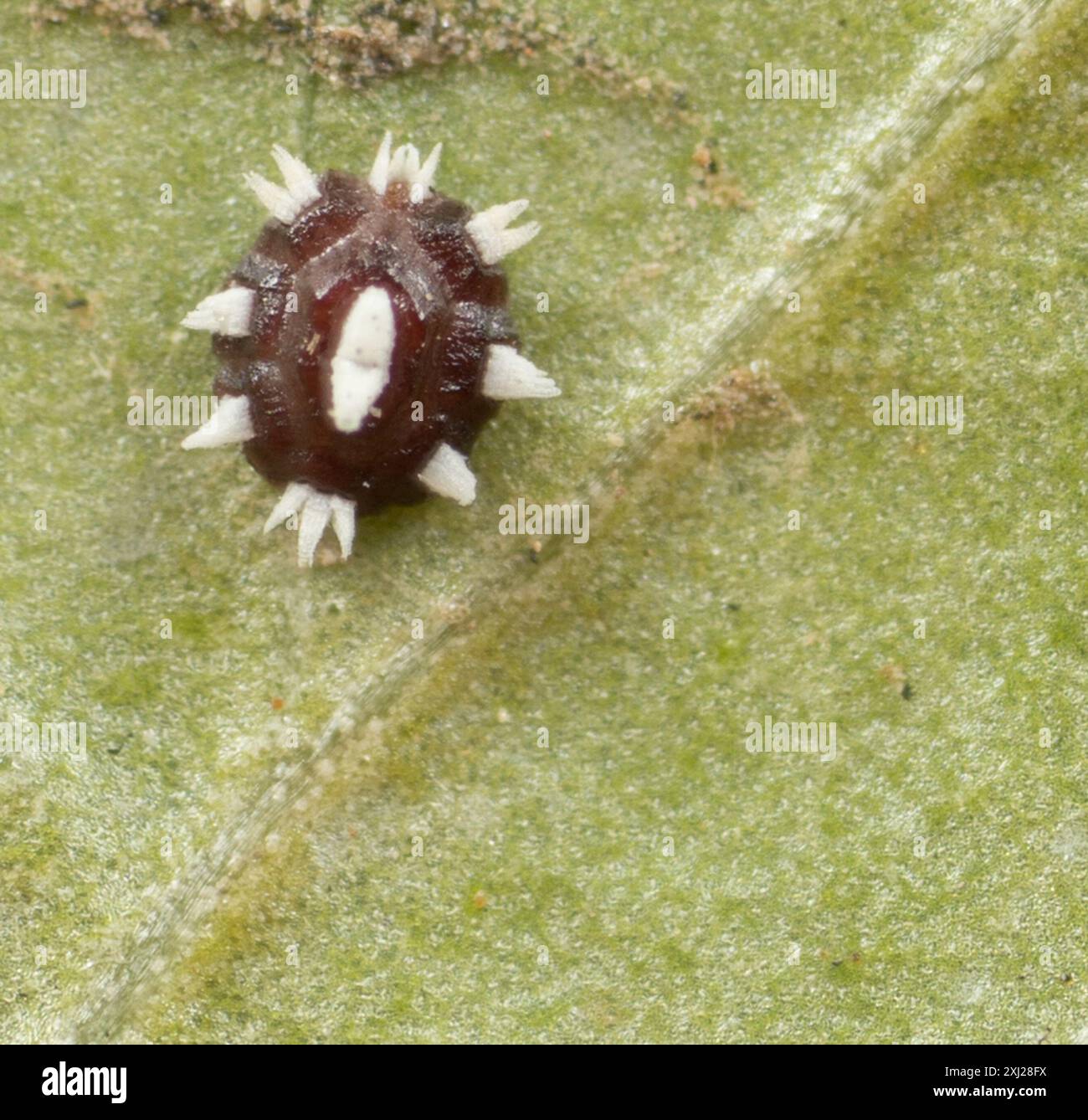 Barnacle Scale (Ceroplastes cirripediformis) Insecta Stock Photo - Alamy