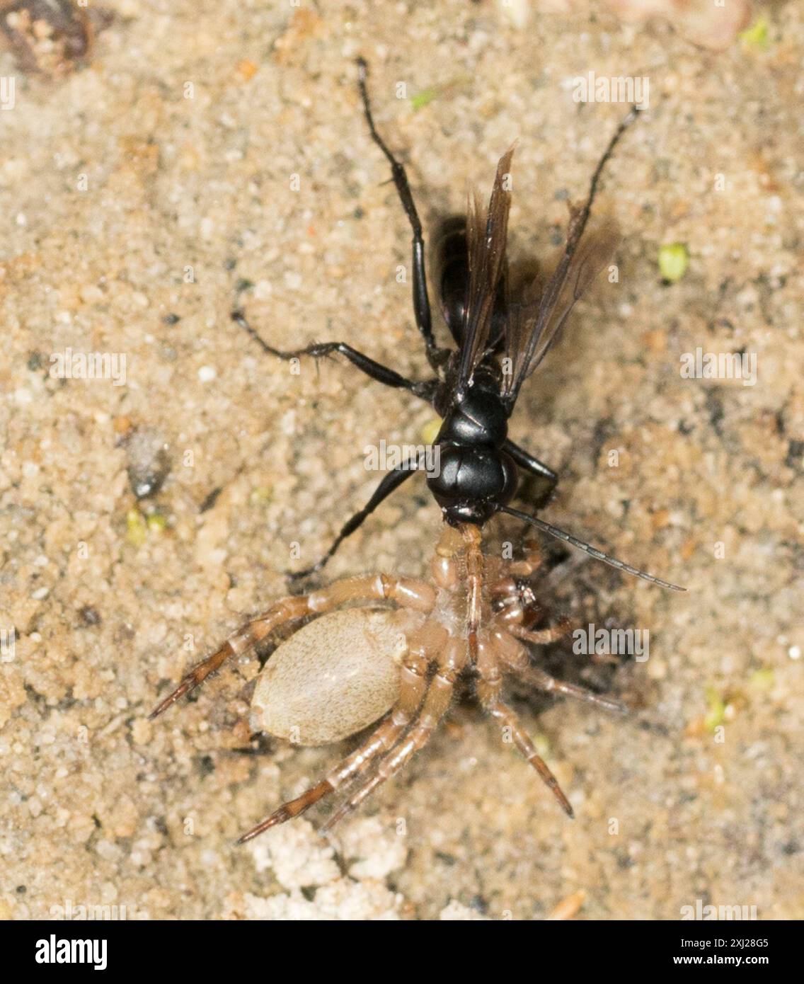 Spider Wasps (Pompilidae) Insecta Stock Photo - Alamy