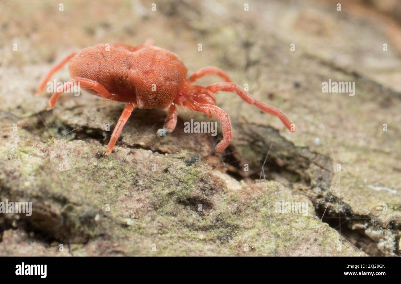 Trombidiform Mites (Trombidiformes) Arachnida Stock Photo - Alamy
