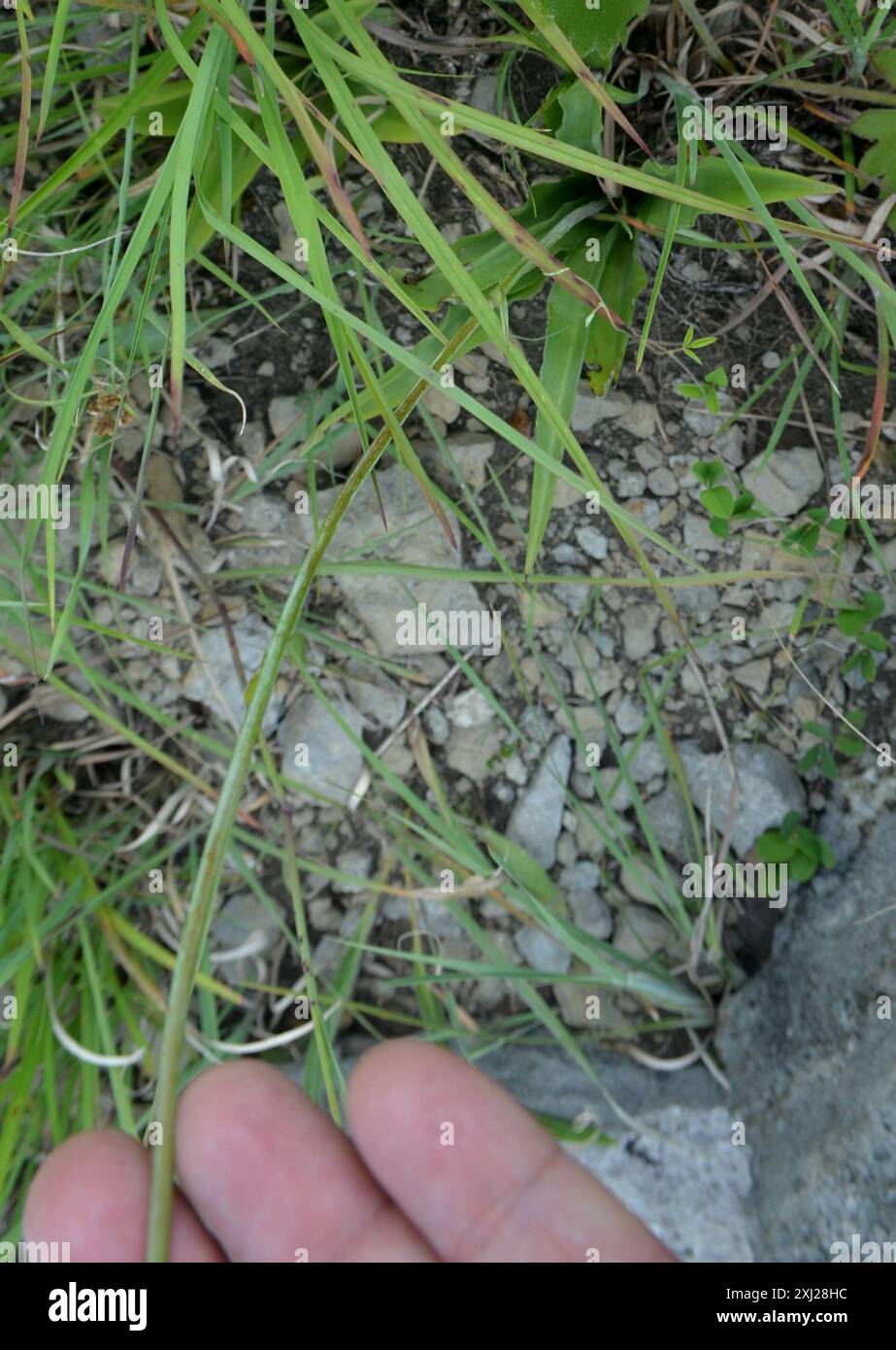 Eastern False Aloe (Manfreda virginica) Plantae Stock Photo - Alamy