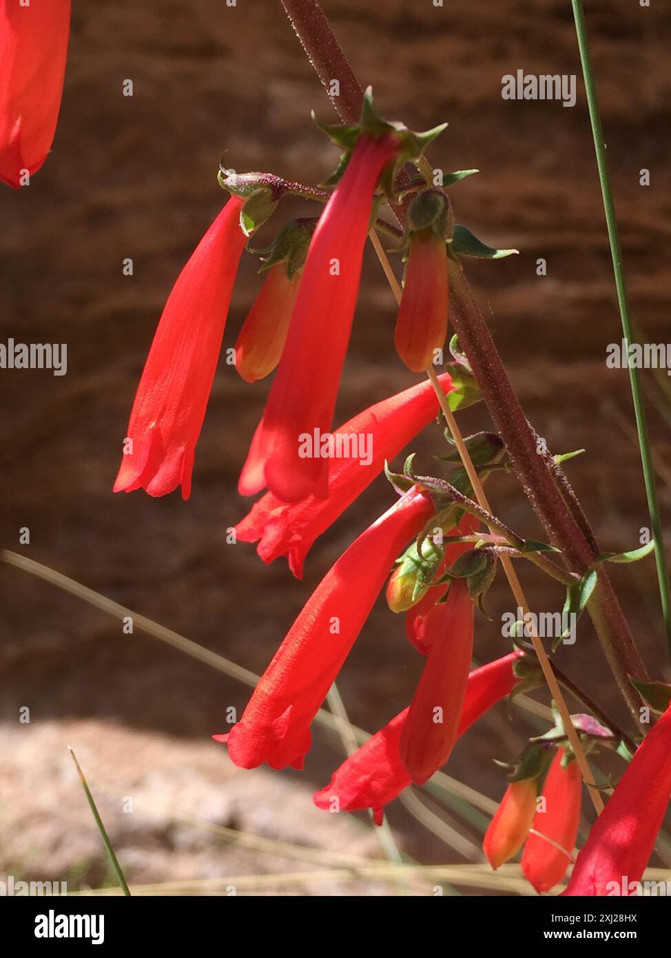firecracker penstemon (Penstemon eatonii) Plantae Stock Photo - Alamy