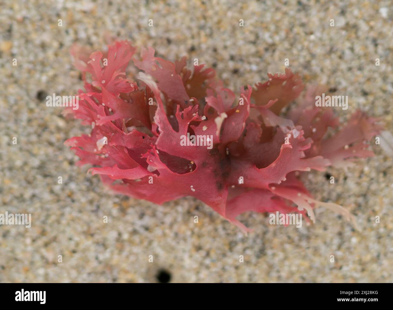 red sea fan (Callophyllis flabellulata) Plantae Stock Photo - Alamy