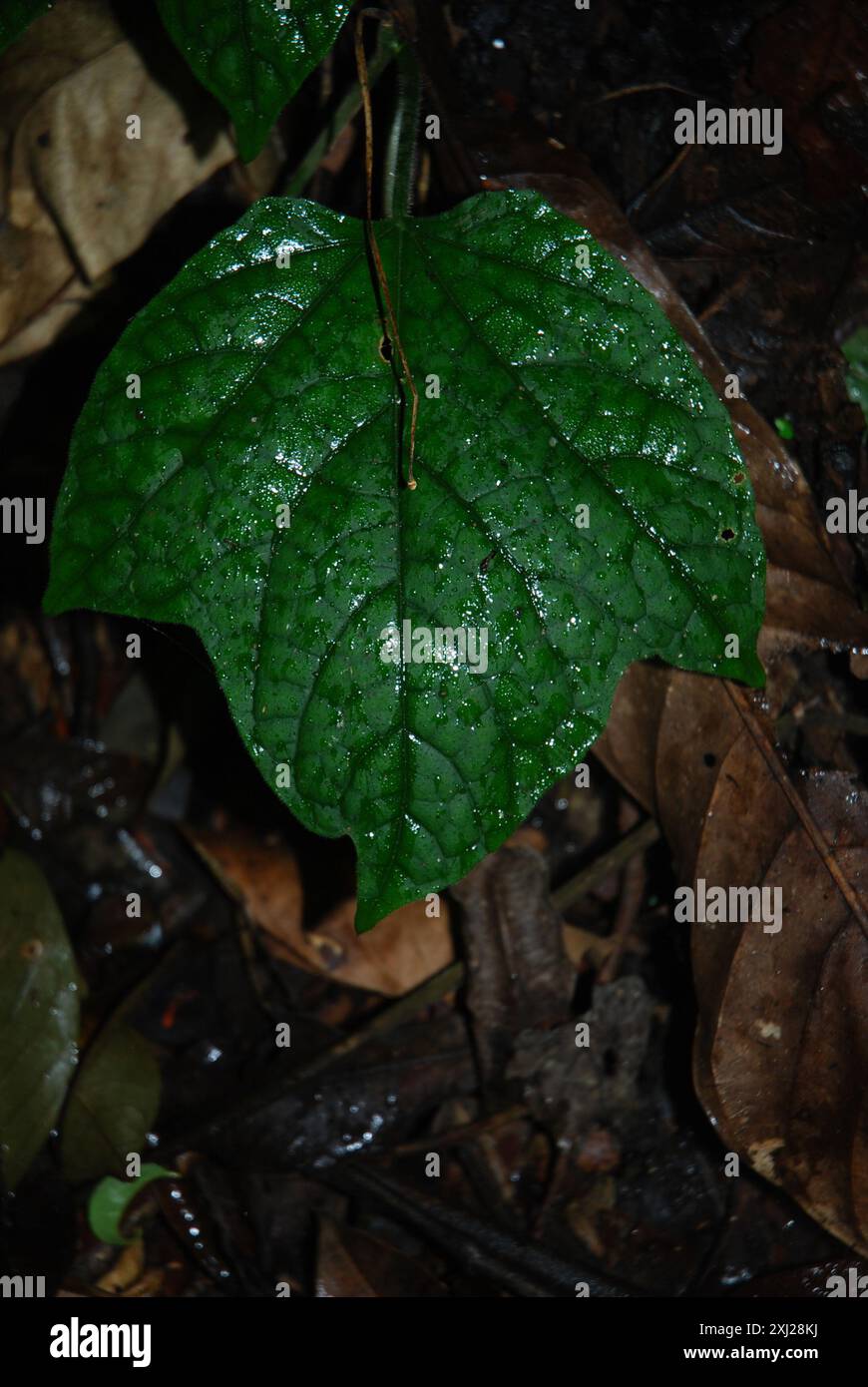 Jungle Cucumber (Gurania makoyana) Plantae Stock Photo - Alamy