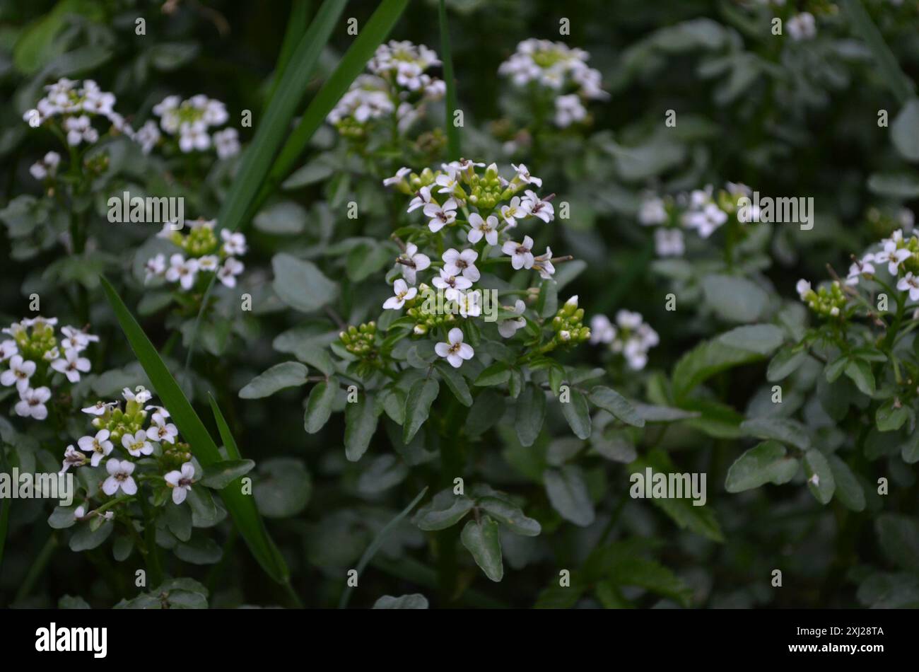 watercress (Nasturtium officinale) Plantae Stock Photo - Alamy