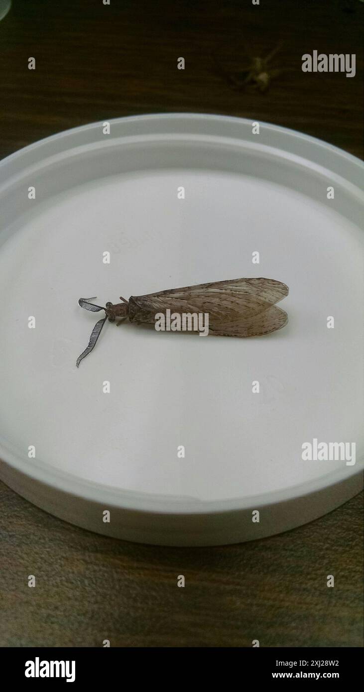 Spring Fishfly (Chauliodes rastricornis) Insecta Stock Photo - Alamy