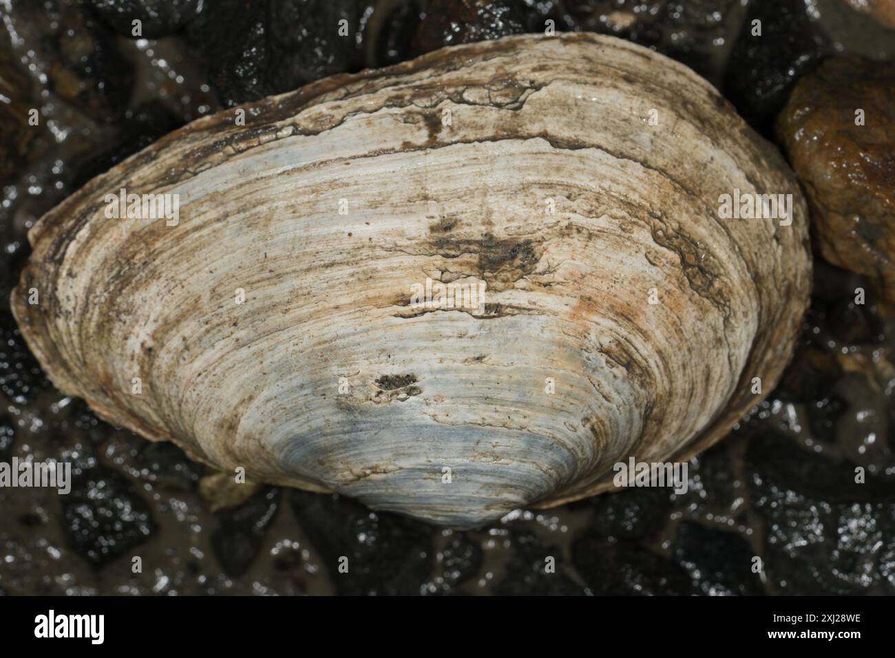 Soft-shelled Clam (Mya arenaria) Mollusca Stock Photo - Alamy