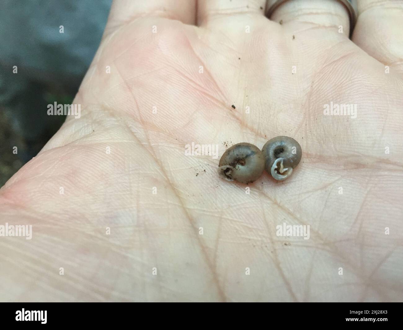 Texas Liptooth (Linisa texasiana) Mollusca Stock Photo - Alamy