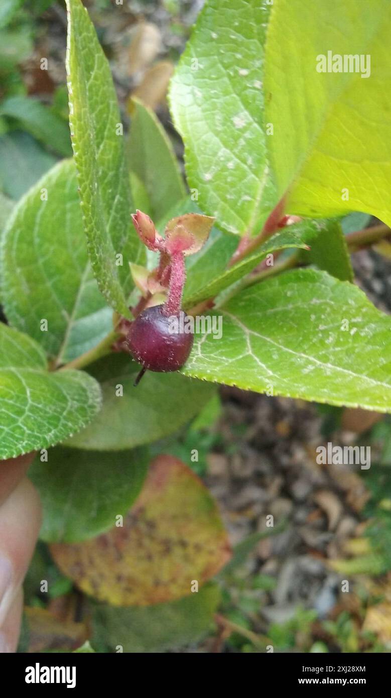 salal (Gaultheria shallon) Plantae Stock Photo - Alamy