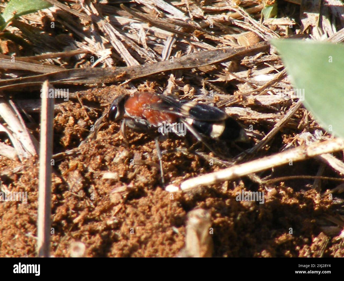 Spider Wasps (Pompilidae) Insecta Stock Photo - Alamy