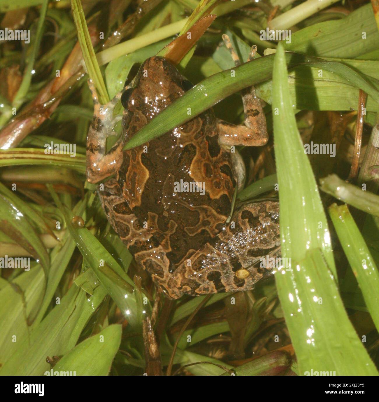 Tubercled Pygmy Frog (Microhyla butleri) Amphibia Stock Photo - Alamy