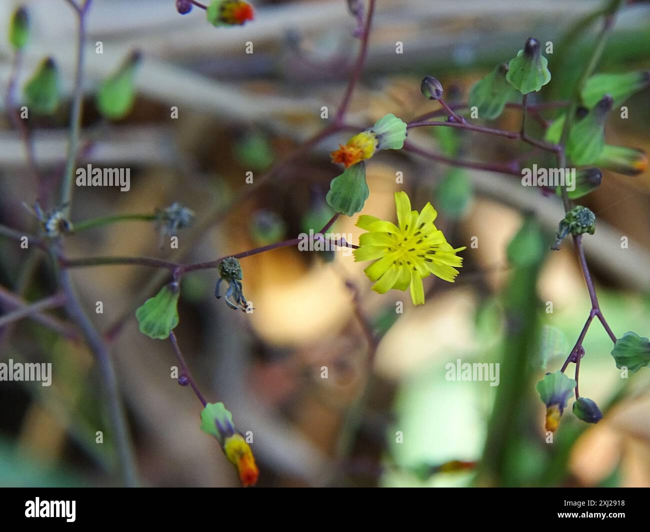 Oriental false hawksbeard (Youngia japonica) Plantae Stock Photo - Alamy