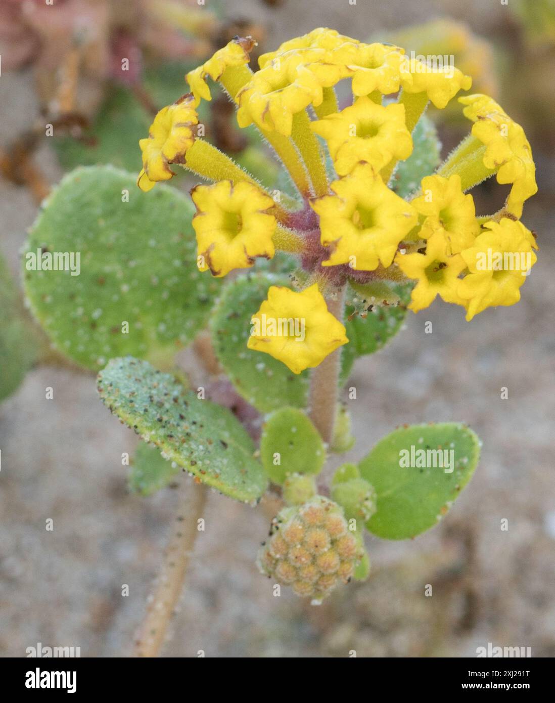 Yellow Sand Verbena (Abronia latifolia) Plantae Stock Photo - Alamy