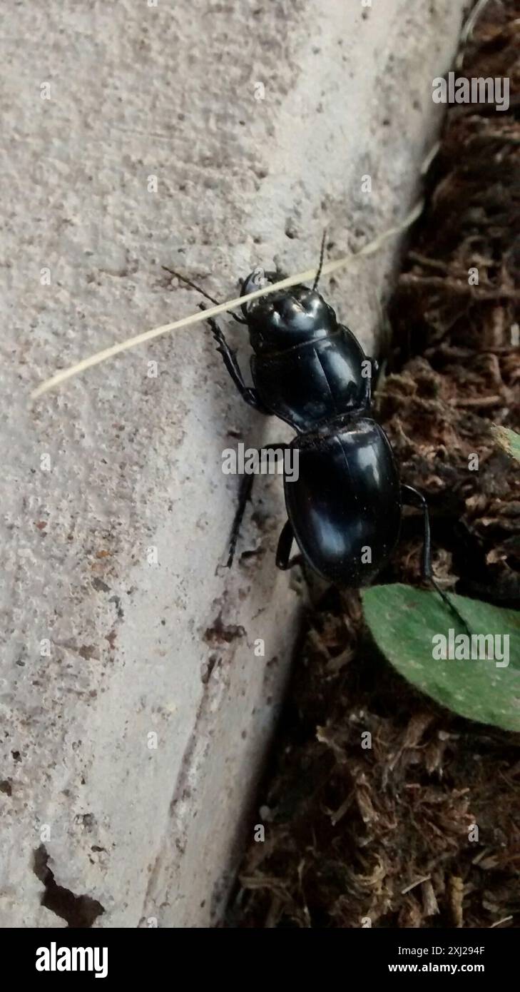 Warrior Beetles (Pasimachus) Insecta Stock Photo - Alamy