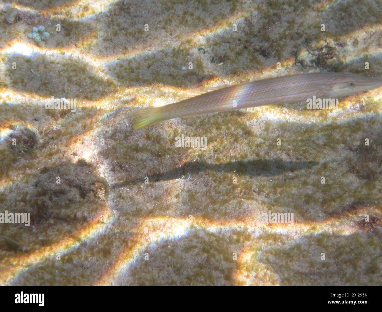 Cigar Wrasse (Cheilio inermis) Actinopterygii Stock Photo - Alamy