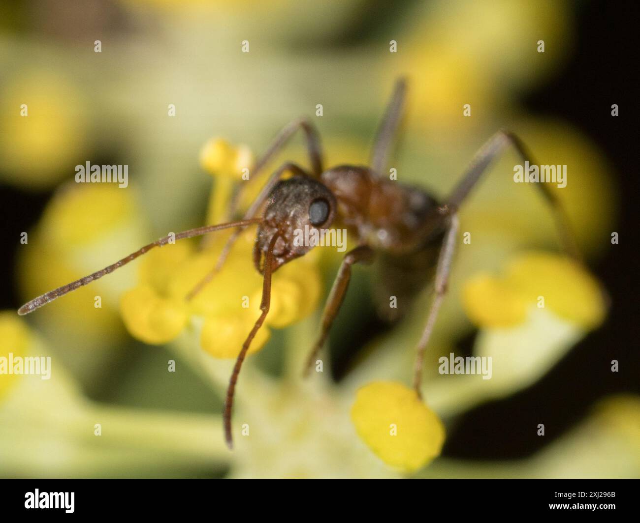 fusca-group Field Ants and Allies (Formica fusca) Insecta Stock Photo ...