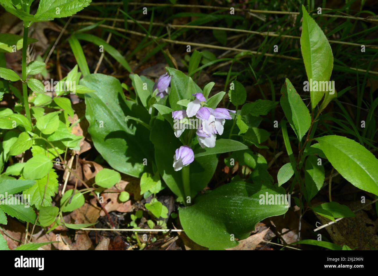 showy orchis (Galearis spectabilis) Plantae Stock Photo - Alamy