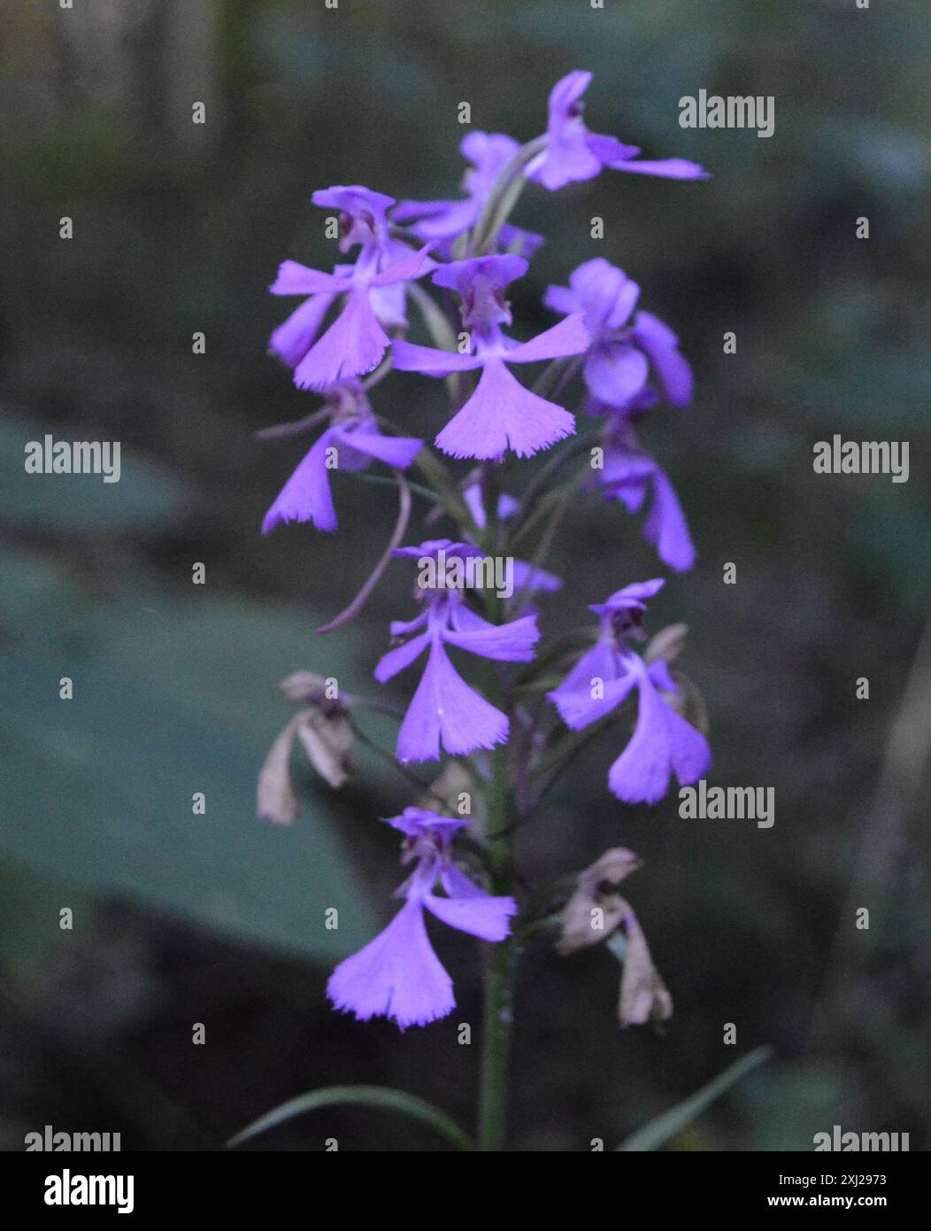 Purple Fringeless Orchid (Platanthera peramoena) Plantae Stock Photo ...