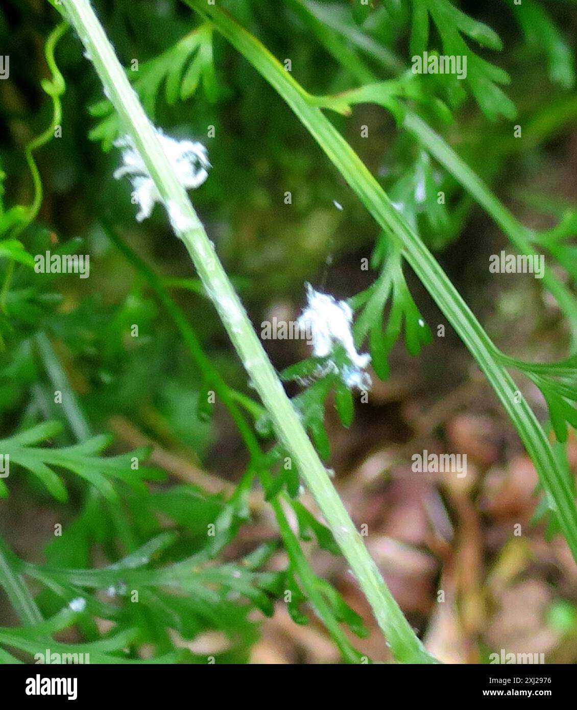 Flatid Planthoppers (Flatidae) Insecta Stock Photo - Alamy