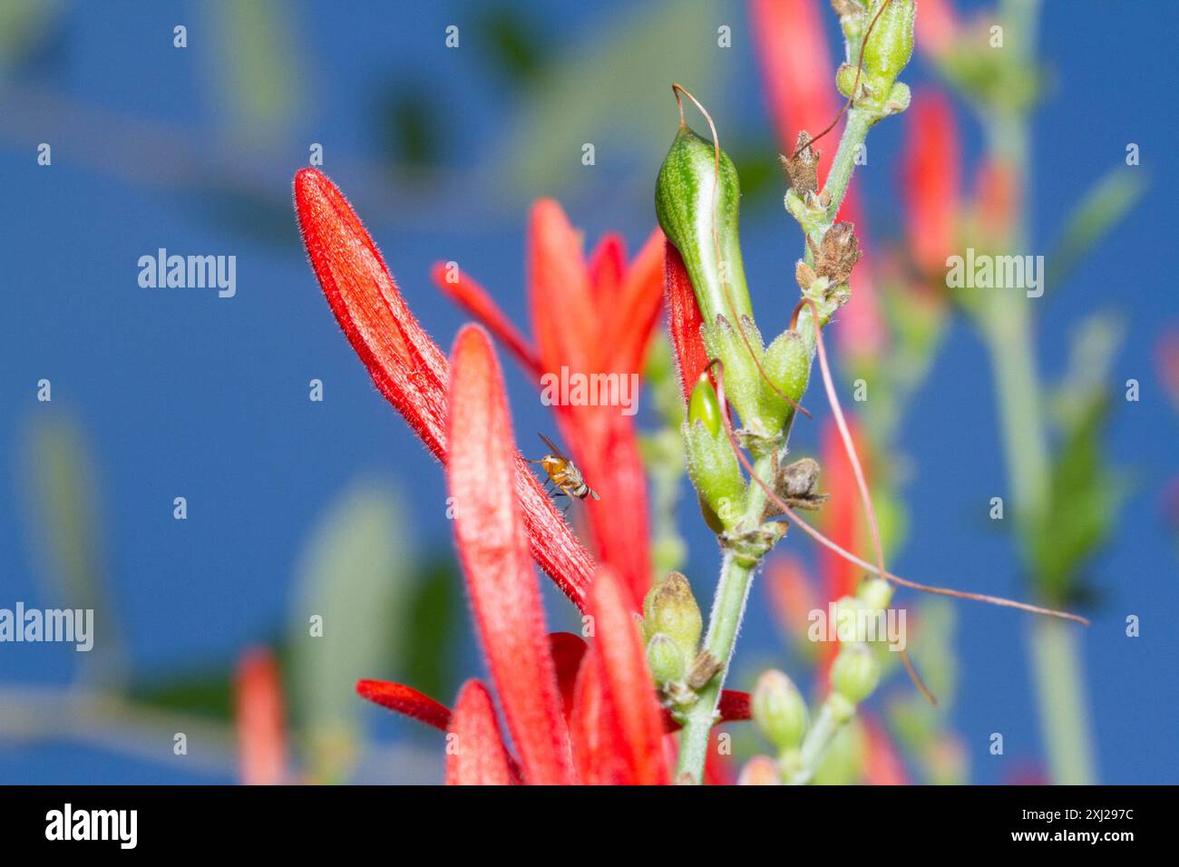 Shoot Flies (Atherigona) Insecta Stock Photo - Alamy
