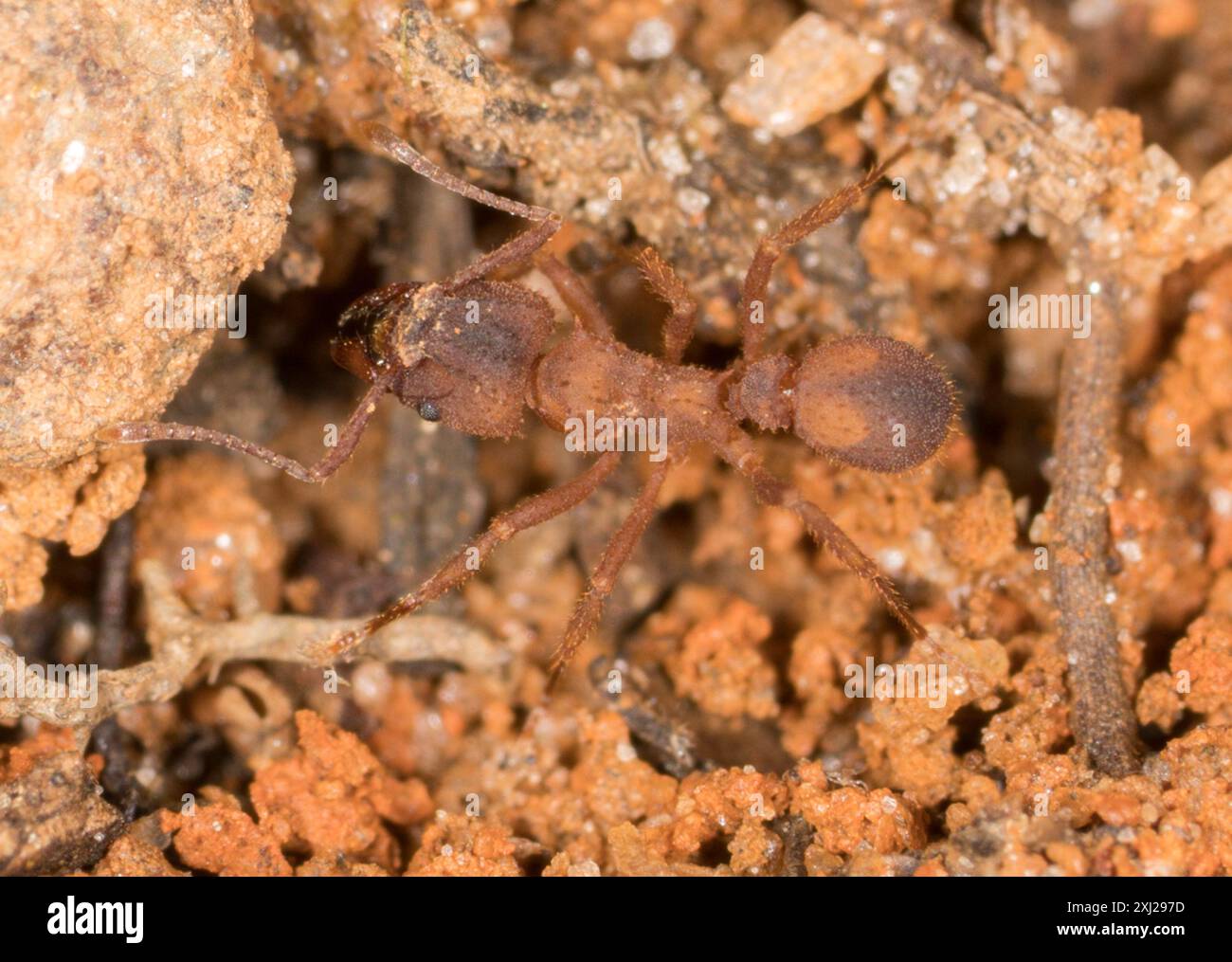 Northern Fungus-farming Ant (Trachymyrmex septentrionalis) Insecta ...