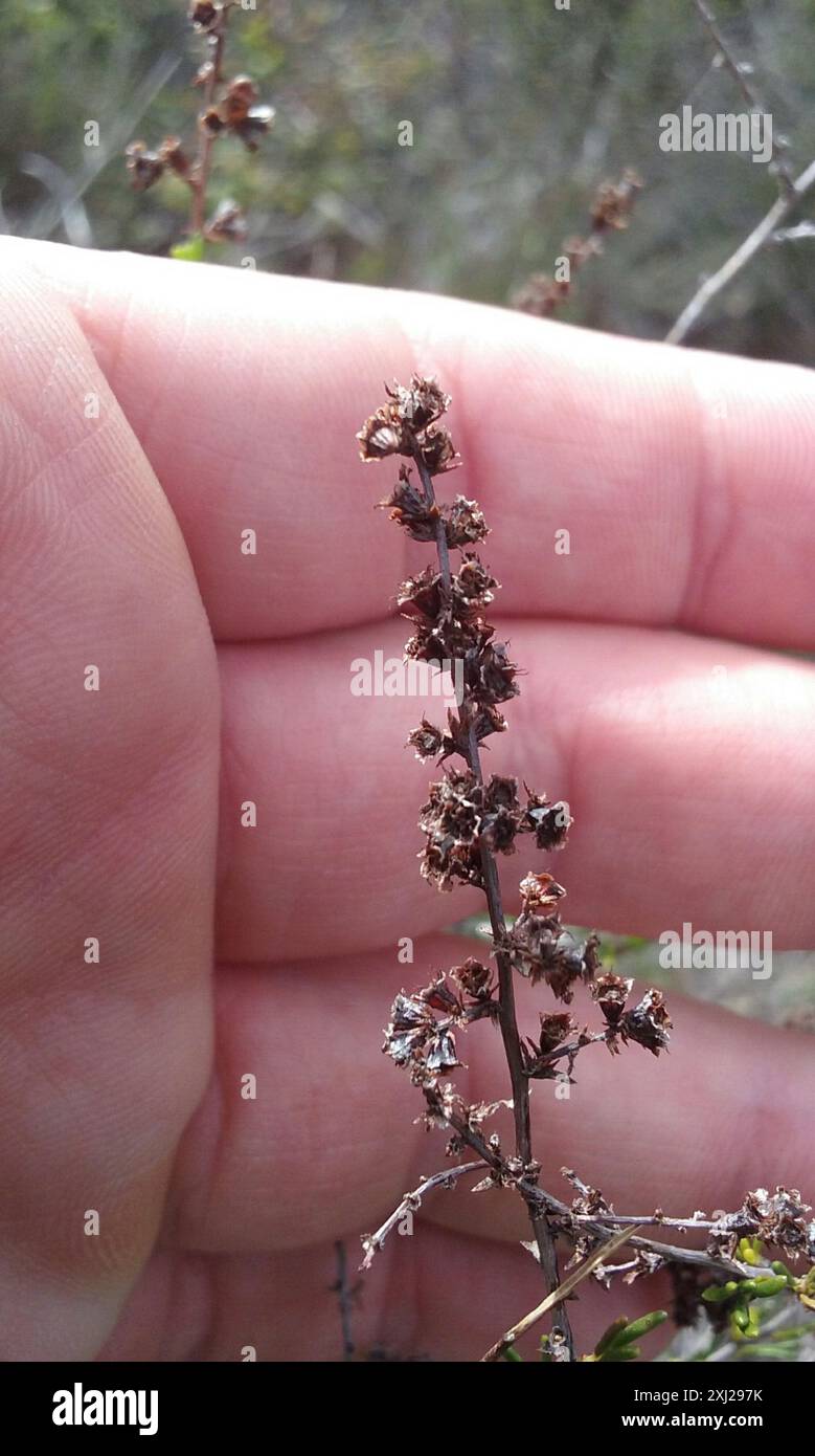 chamise (Adenostoma fasciculatum) Plantae Stock Photo - Alamy