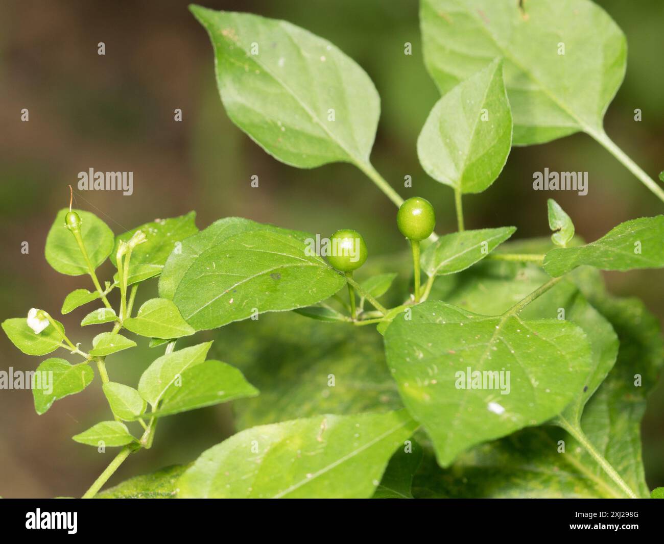 chili pepper (Capsicum annuum) Plantae Stock Photo - Alamy