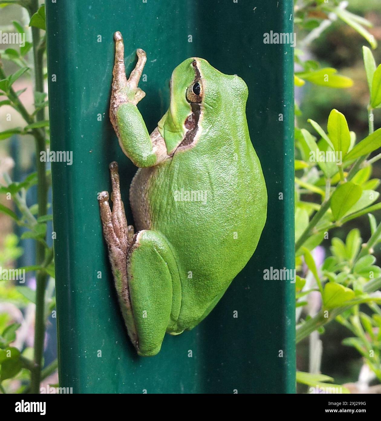 Mediterranean Tree Frog (Hyla meridionalis) Amphibia Stock Photo - Alamy