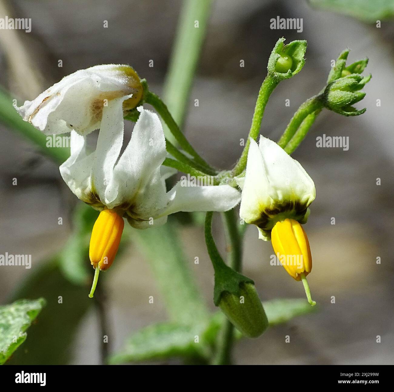 greenspot nightshade (Solanum douglasii) Plantae Stock Photo - Alamy