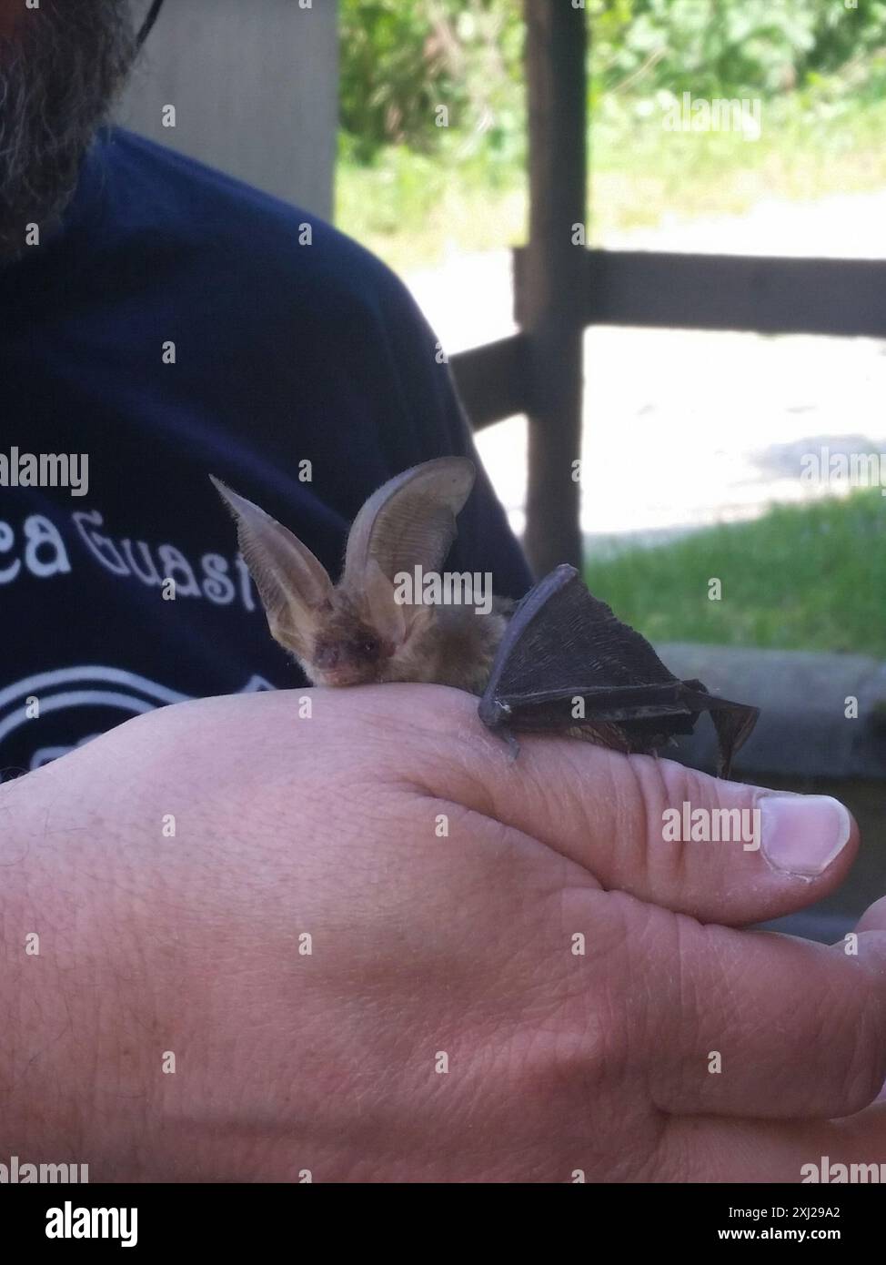 Brown Big-eared Bat (Plecotus auritus) Mammalia Stock Photo - Alamy