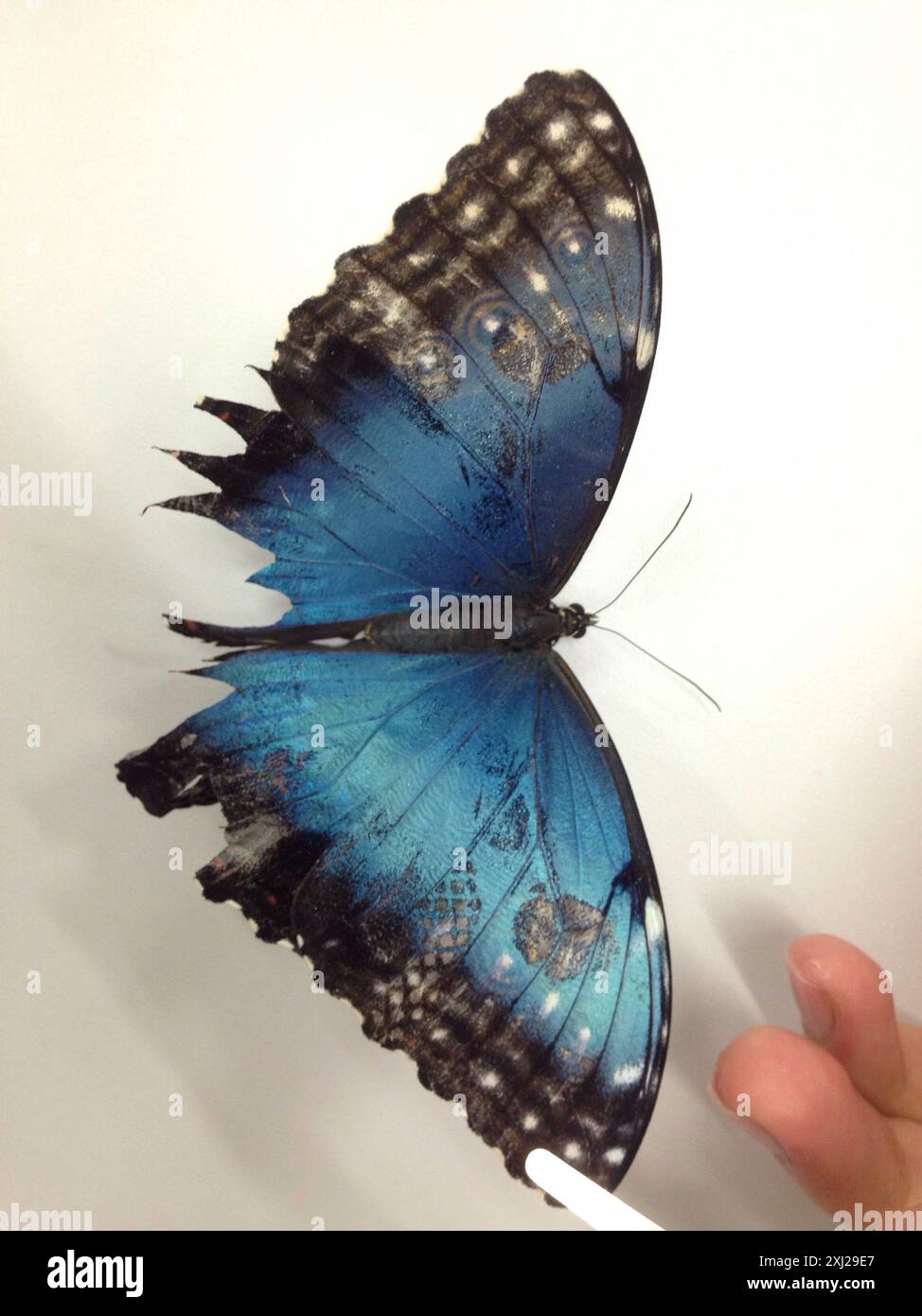 Common Morpho (Morpho helenor peleides) Insecta Stock Photo - Alamy