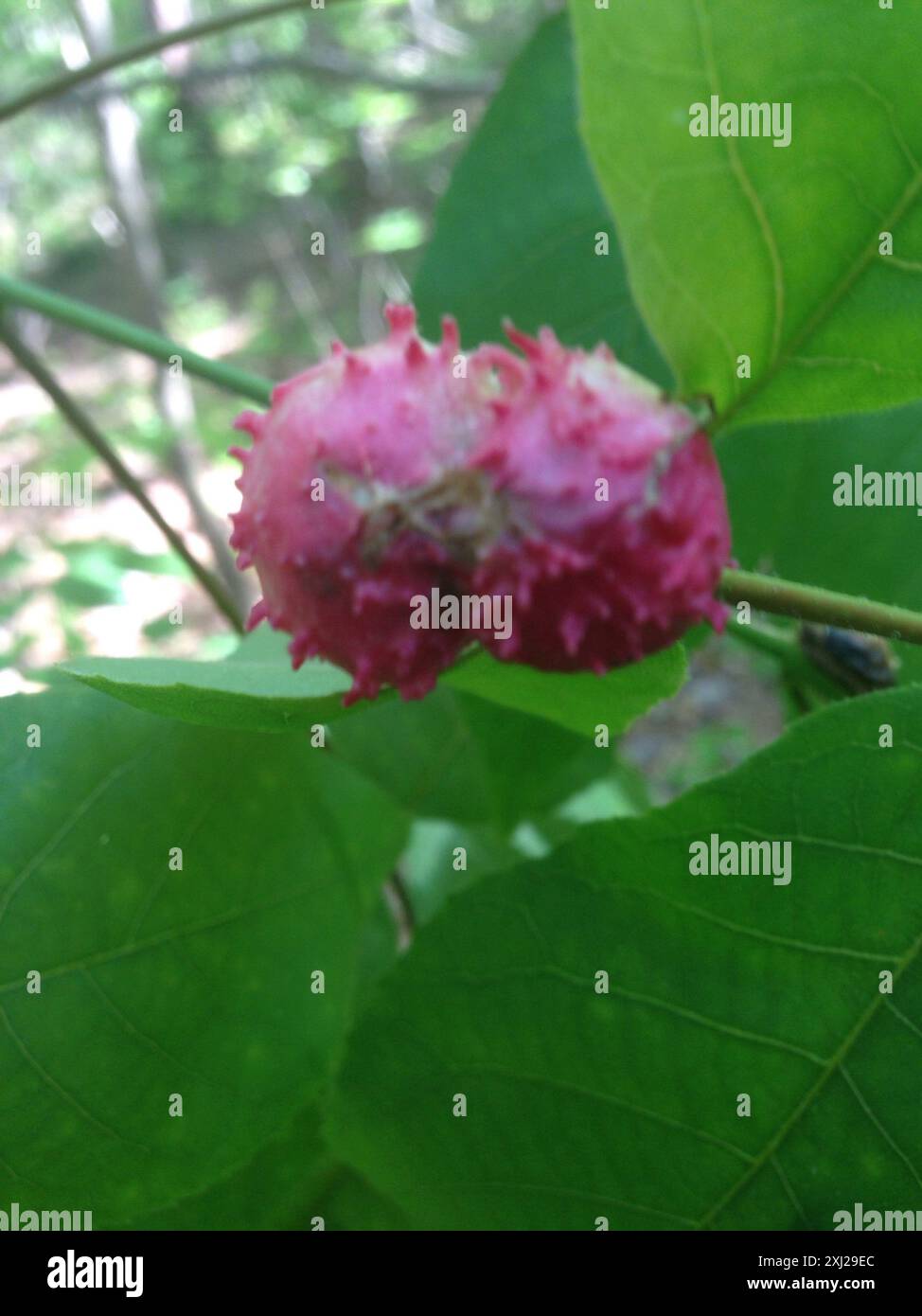 (Phylloxera spinosa) Insecta Stock Photo - Alamy