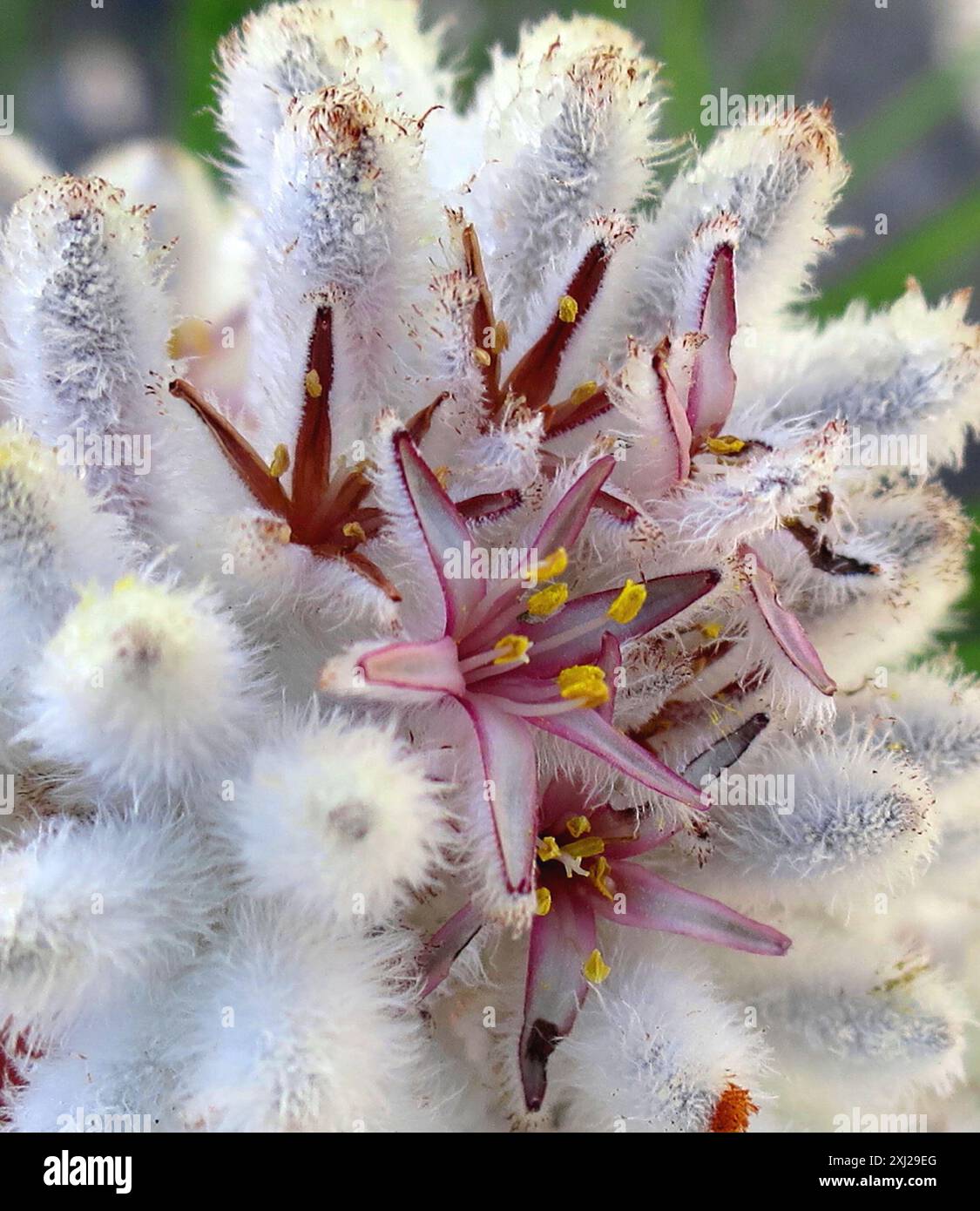 Lambstail (Lanaria lanata) Plantae Stock Photo - Alamy