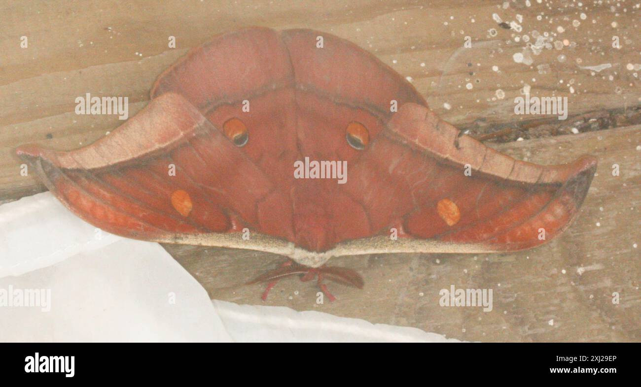 Antheraea assamensis hi-res stock photography and images - Alamy