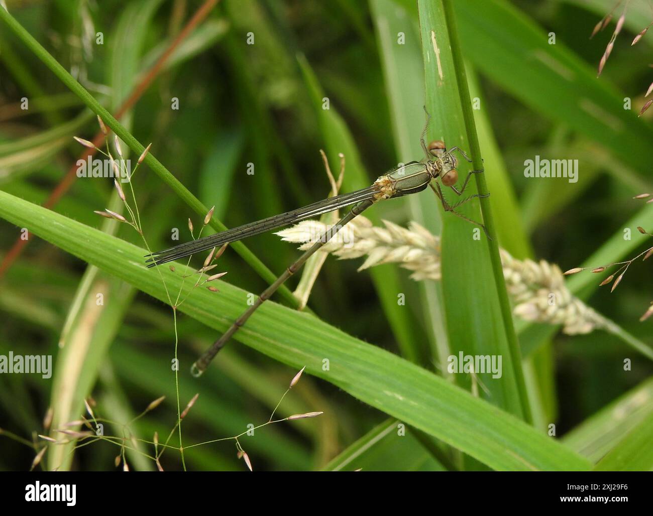 Western Willow Spreadwing (Chalcolestes viridis) Insecta Stock Photo ...