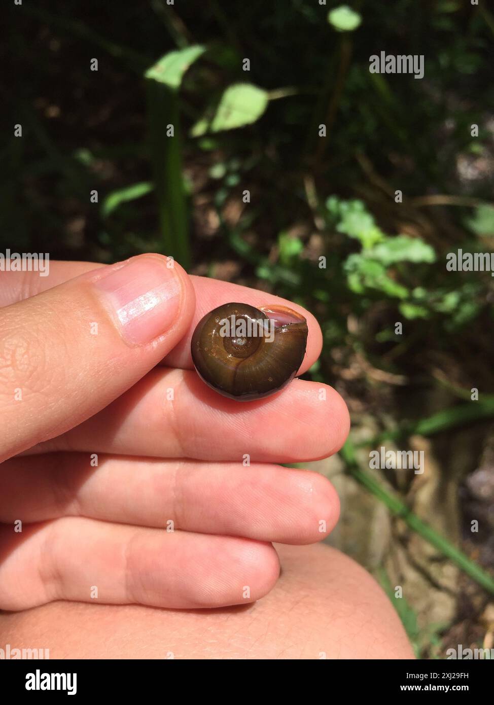 Marsh Ramshorn (Planorbella trivolvis) Mollusca Stock Photo - Alamy