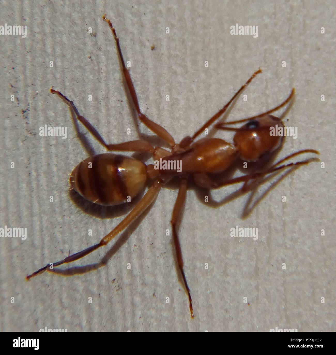 Hawaiian Carpenter Ant (Camponotus variegatus) Insecta Stock Photo - Alamy