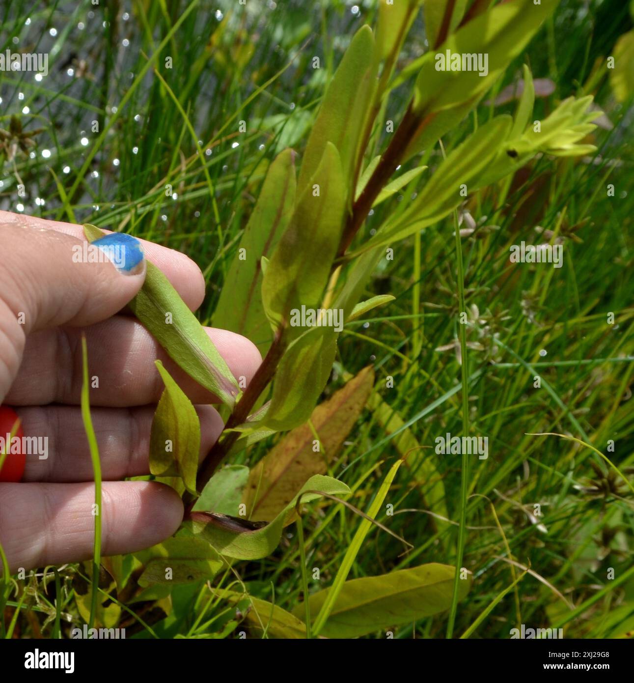 Ohioensis hi-res stock photography and images - Alamy