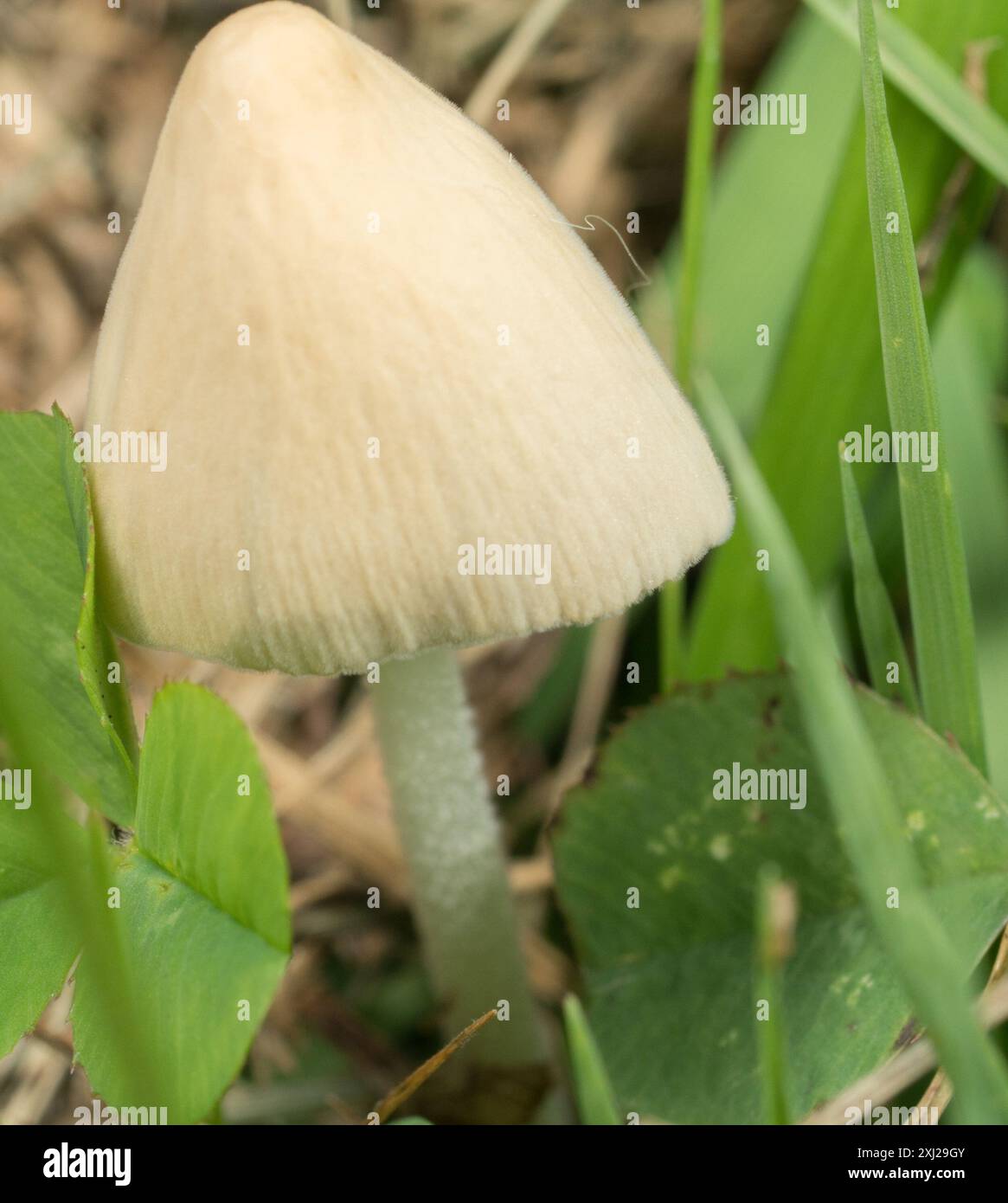 Milky conecap hi-res stock photography and images - Alamy
