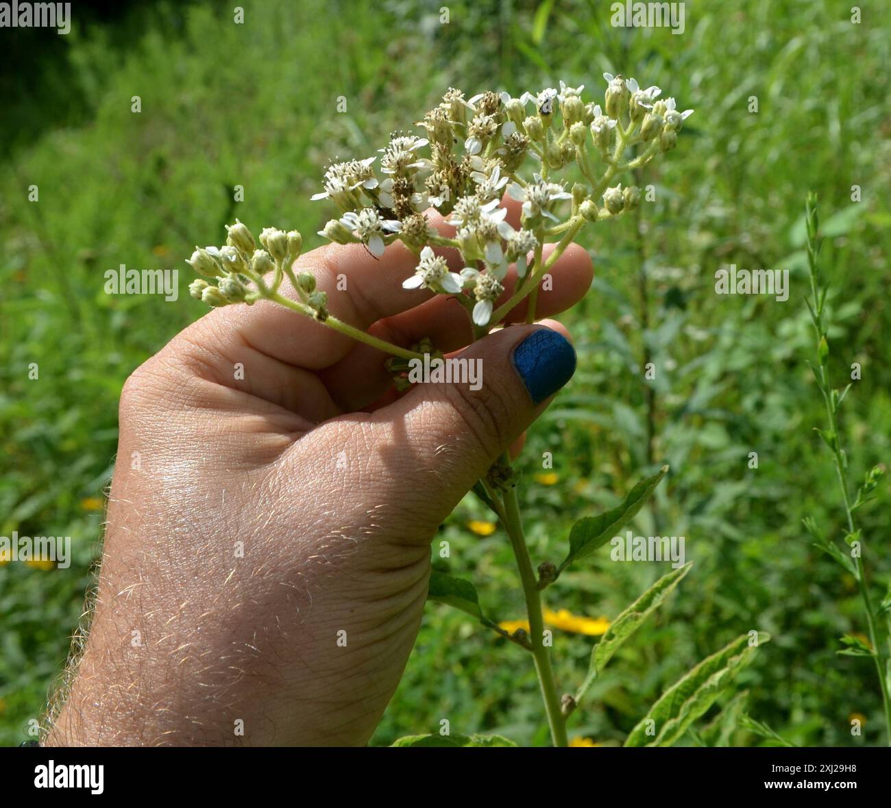 frostweed (Verbesina virginica) Plantae Stock Photo - Alamy