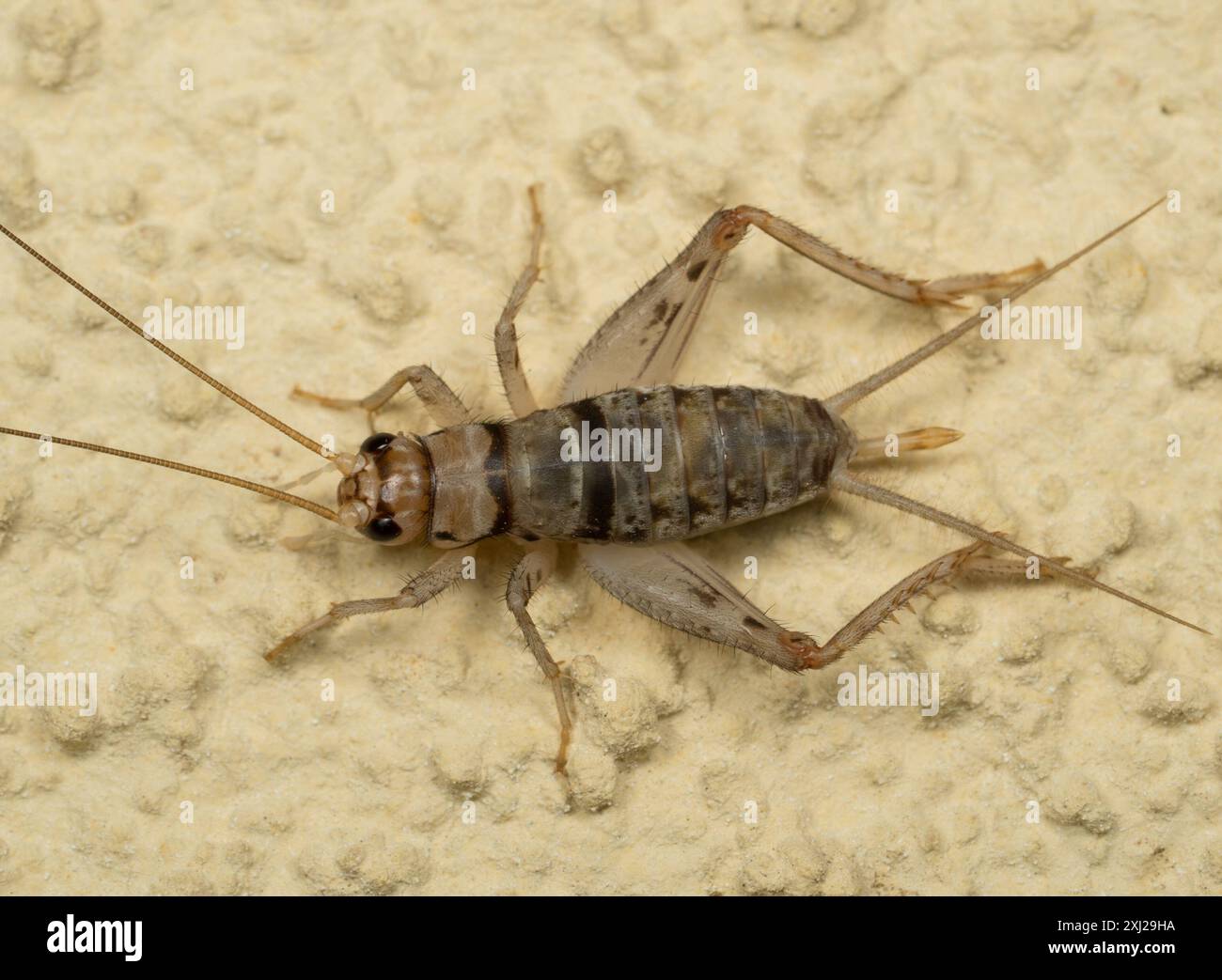Tropical house cricket hi-res stock photography and images - Alamy