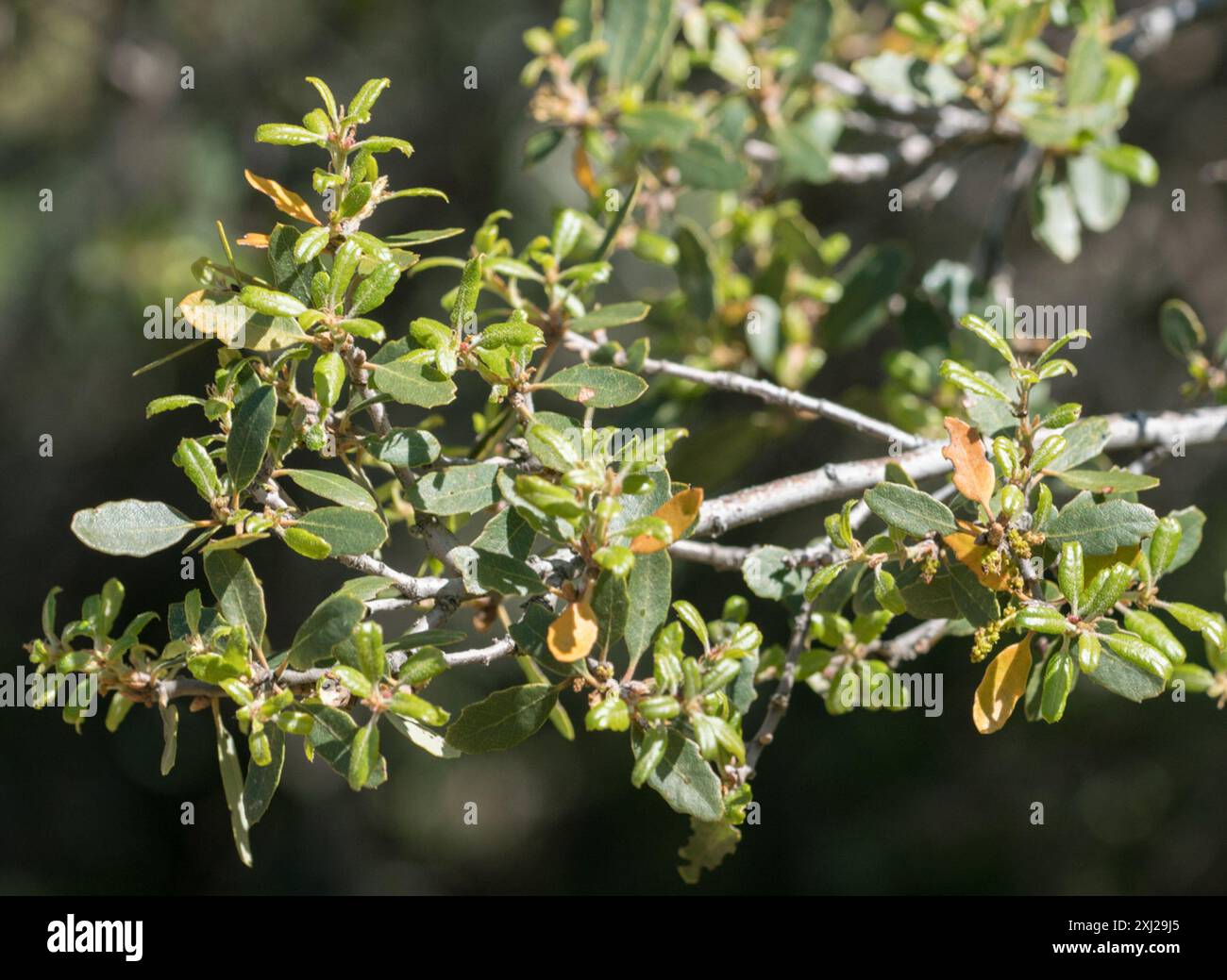 oaks (Quercus) Plantae Stock Photo - Alamy