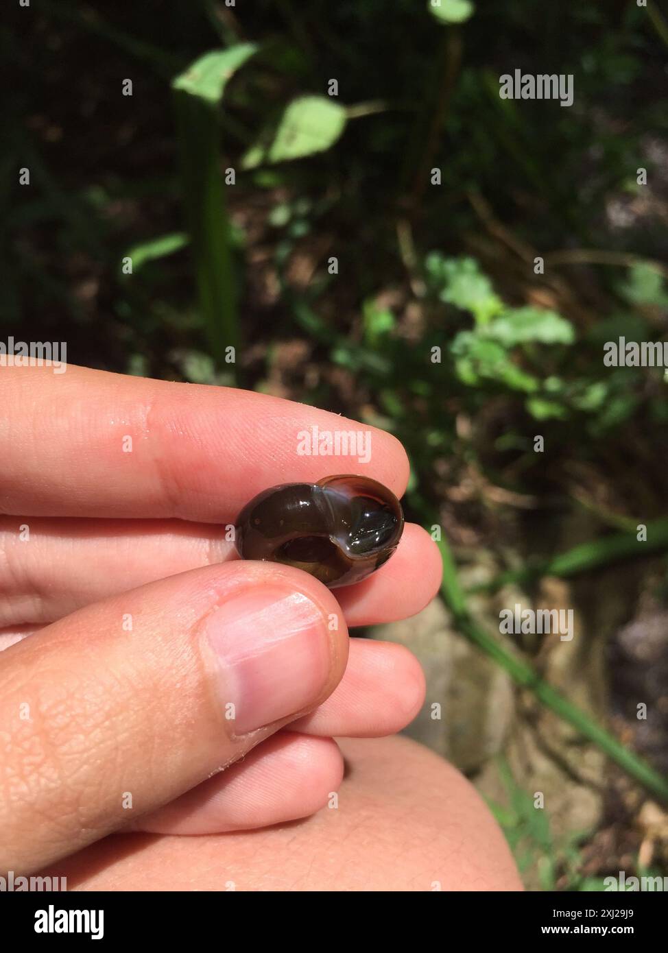 Planorbella trivolvis hi-res stock photography and images - Alamy