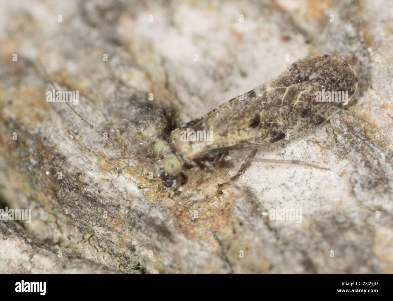 Barklice, Booklice, and Parasitic Lice (Psocodea) Insecta Stock Photo ...