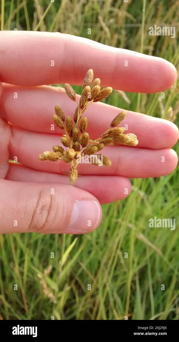 grasses, sedges, cattails, and allies (Poales) Plantae Stock Photo - Alamy