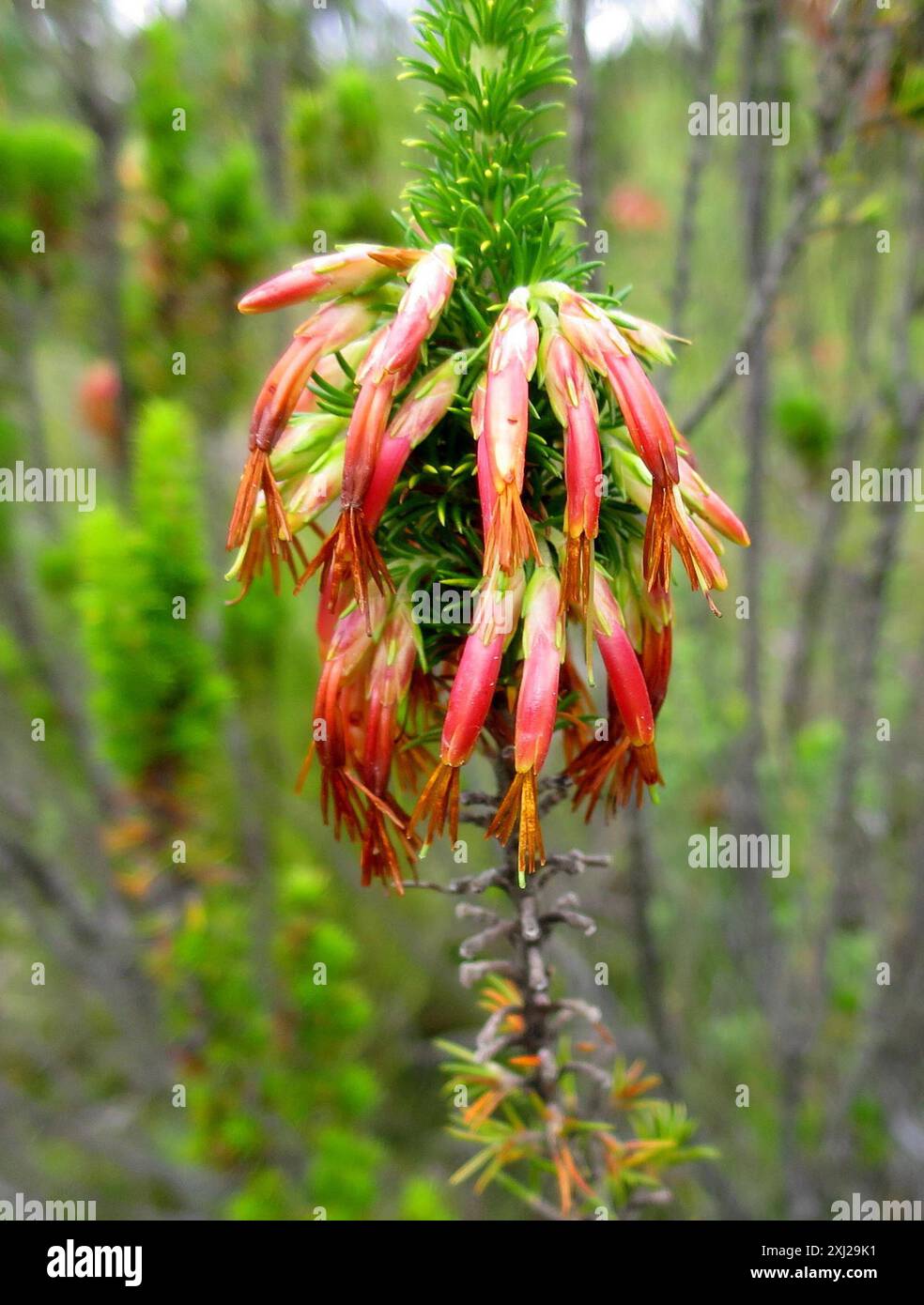 Red Hanging Heath (Erica coccinea coccinea) Plantae Stock Photo - Alamy