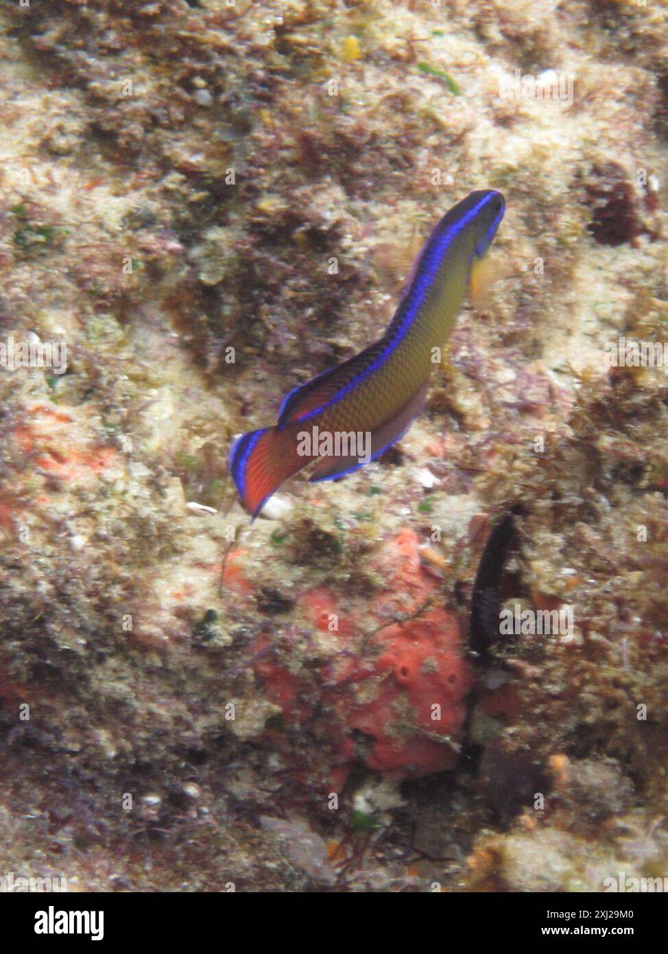 dutoiti dottyback (Pseudochromis dutoiti) Actinopterygii Stock Photo ...