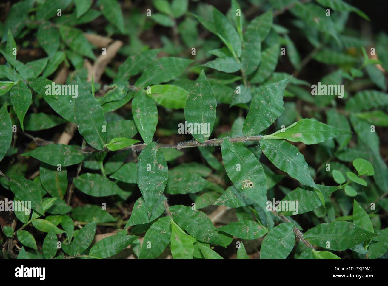 monocots (Liliopsida) Plantae Stock Photo - Alamy