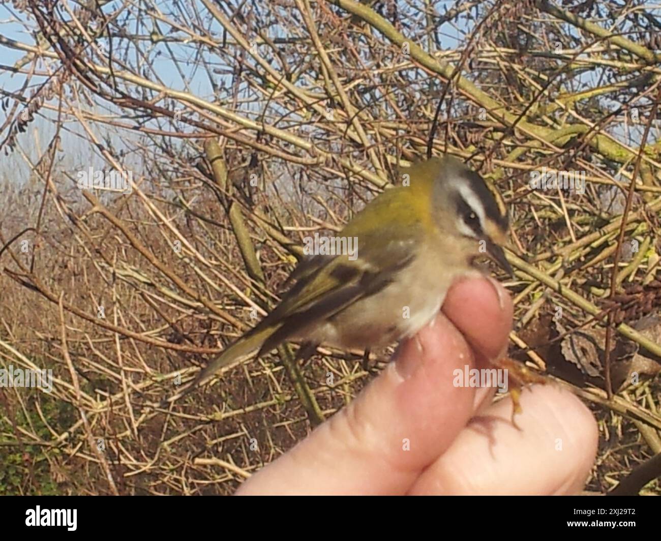 Common Firecrest (Regulus ignicapilla) Aves Stock Photo - Alamy